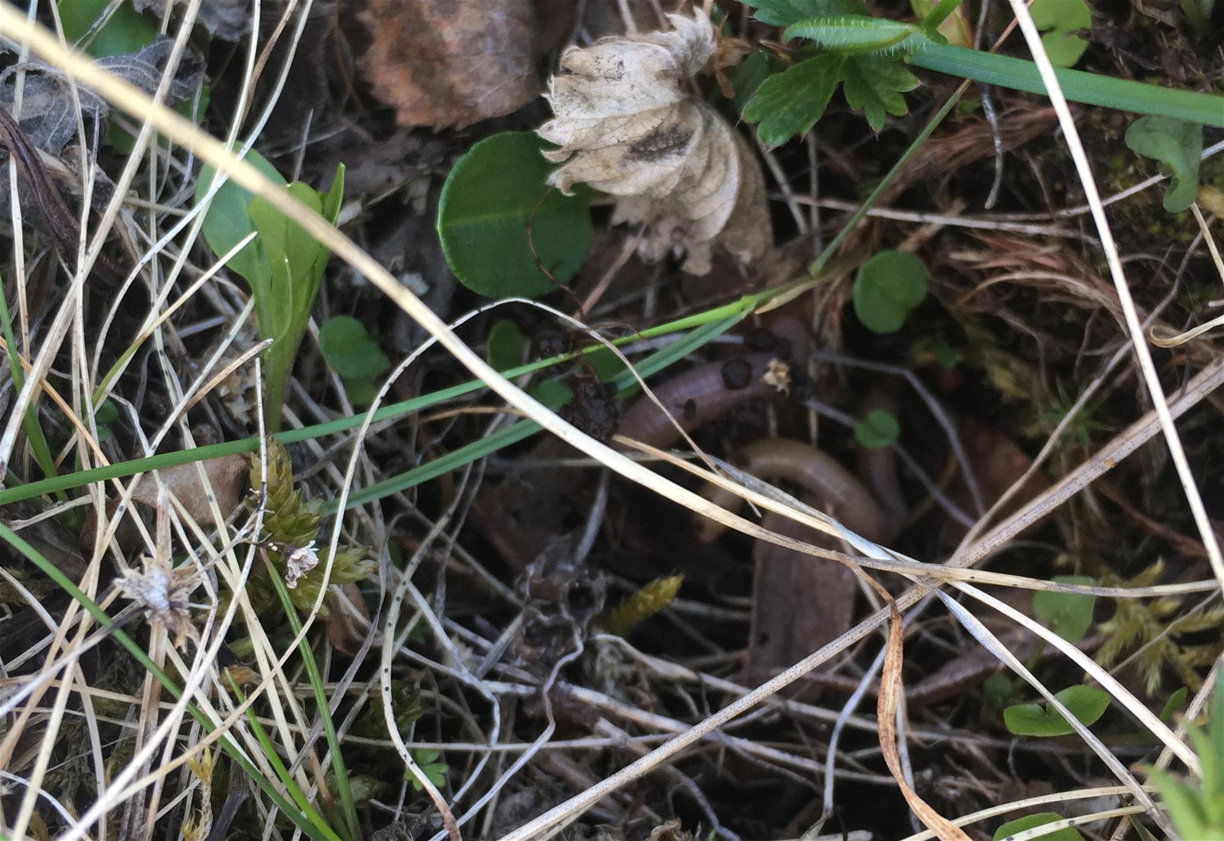 Not only temperature controls the nutrient cycle in the Arctic - Arctic ...