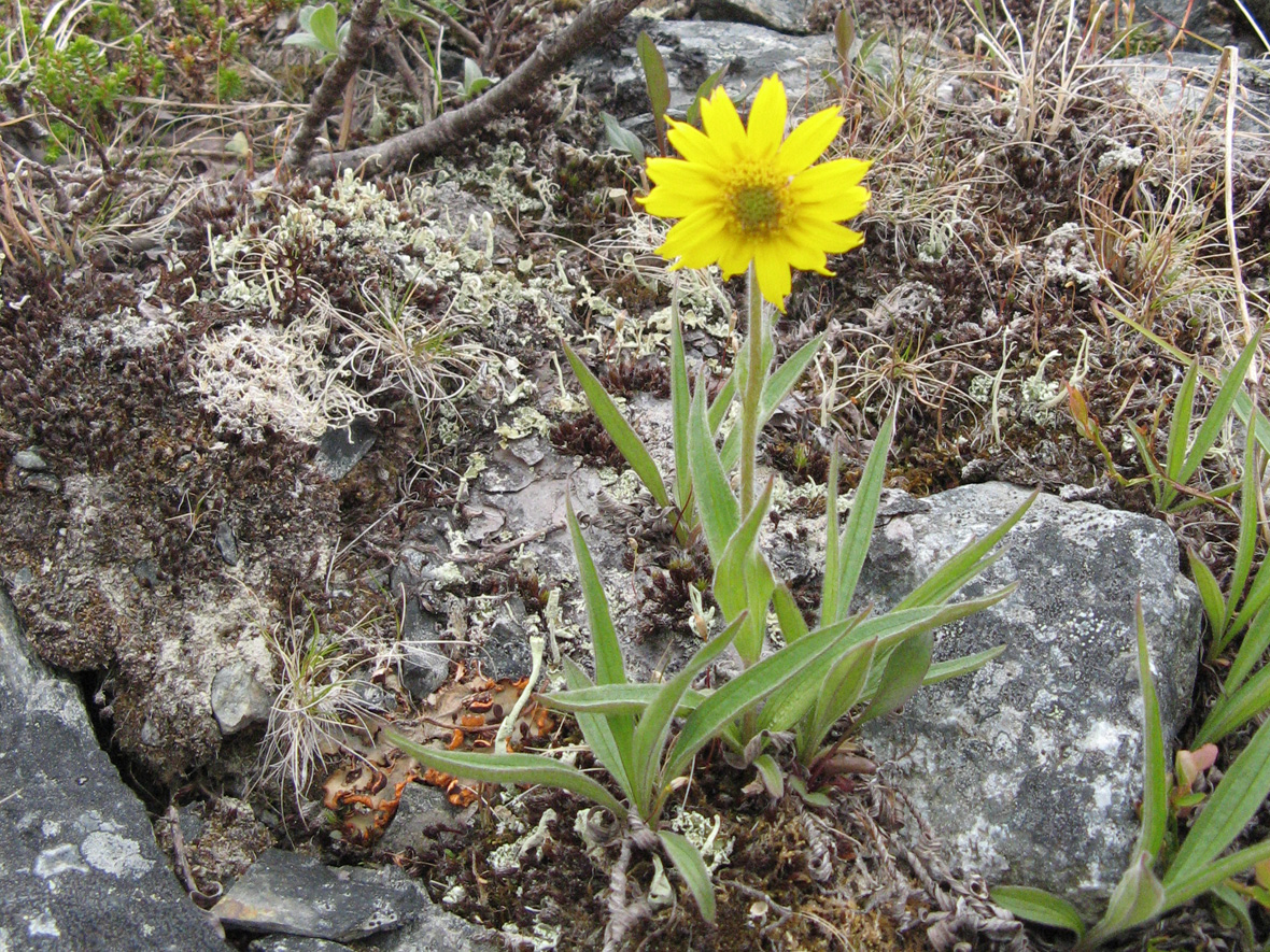 Arctic Flowers - Arctic Centre