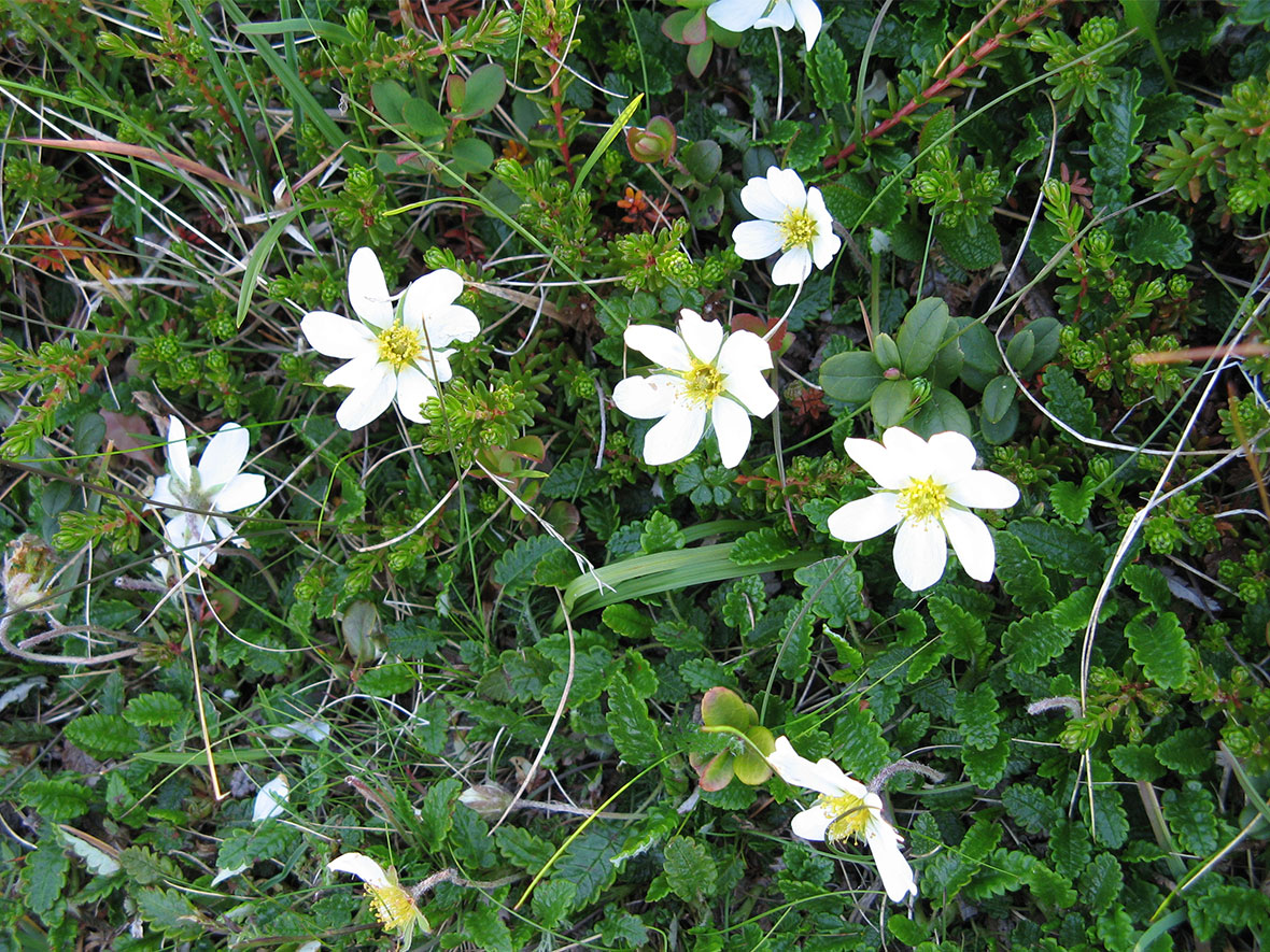 Arctic Flowers - Arctic Centre