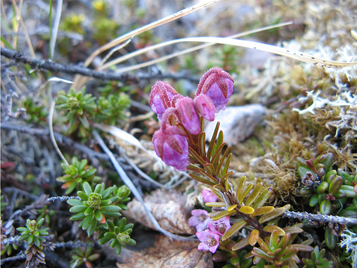 Arctic Flowers - Arctic Centre