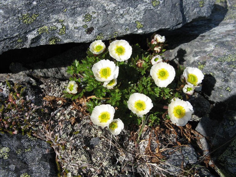 Arctic Flowers - Arctic Centre
