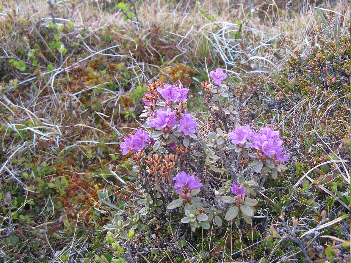 Arctic Flowers - Arctic Centre