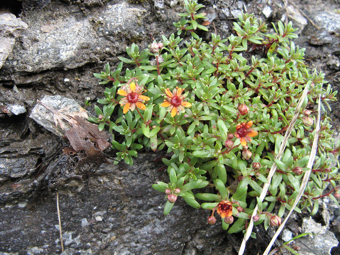 Arctic Flowers - Arctic Centre