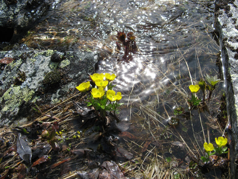 Arctic Flowers - Arctic Centre