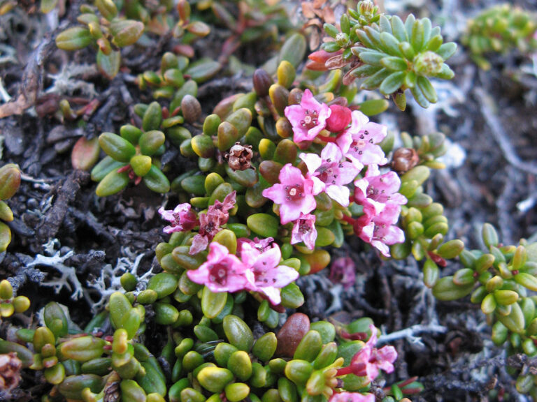 Arctic Flowers - Arctic Centre