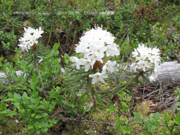 Arctic Flowers - Arctic Centre